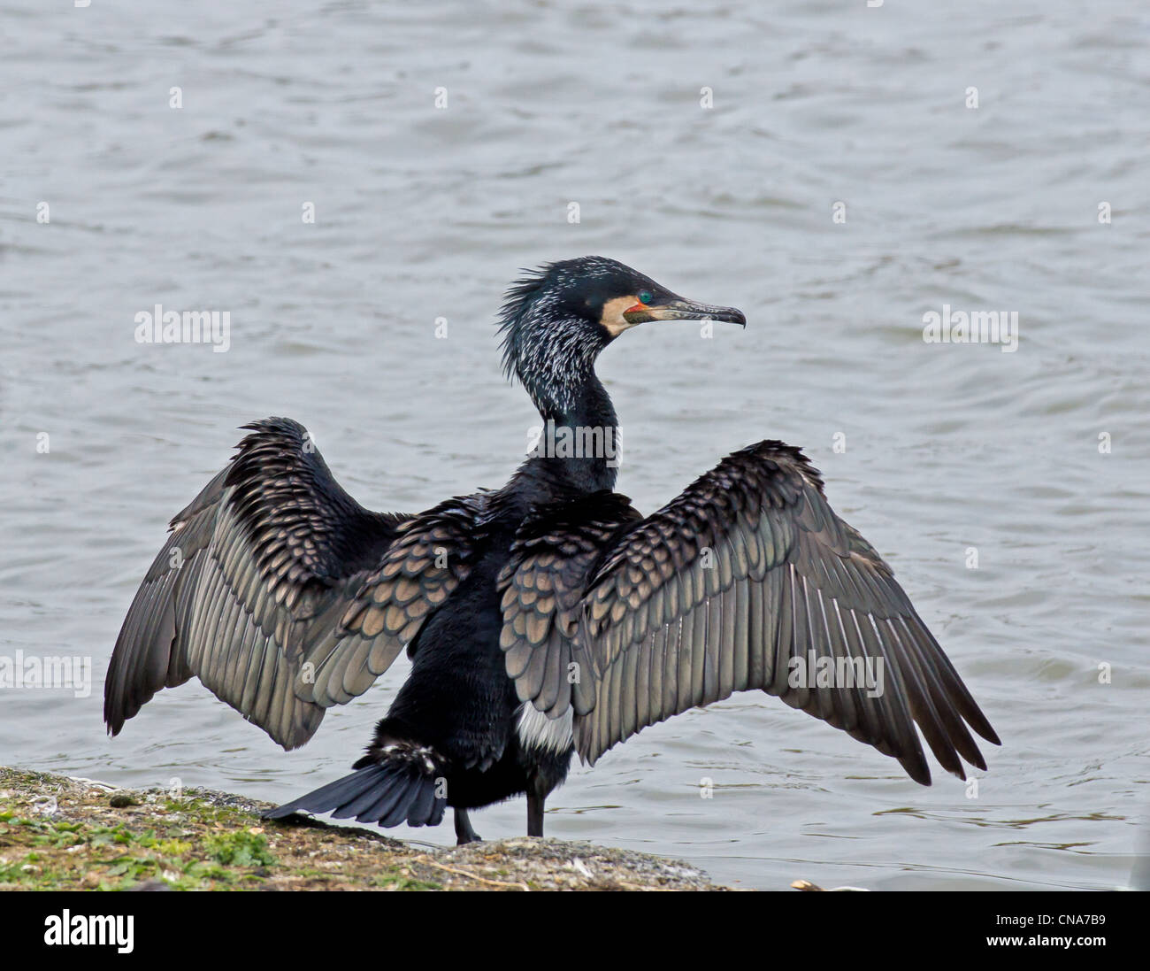 Cormorant with wings spread hi-res stock photography and images - Alamy