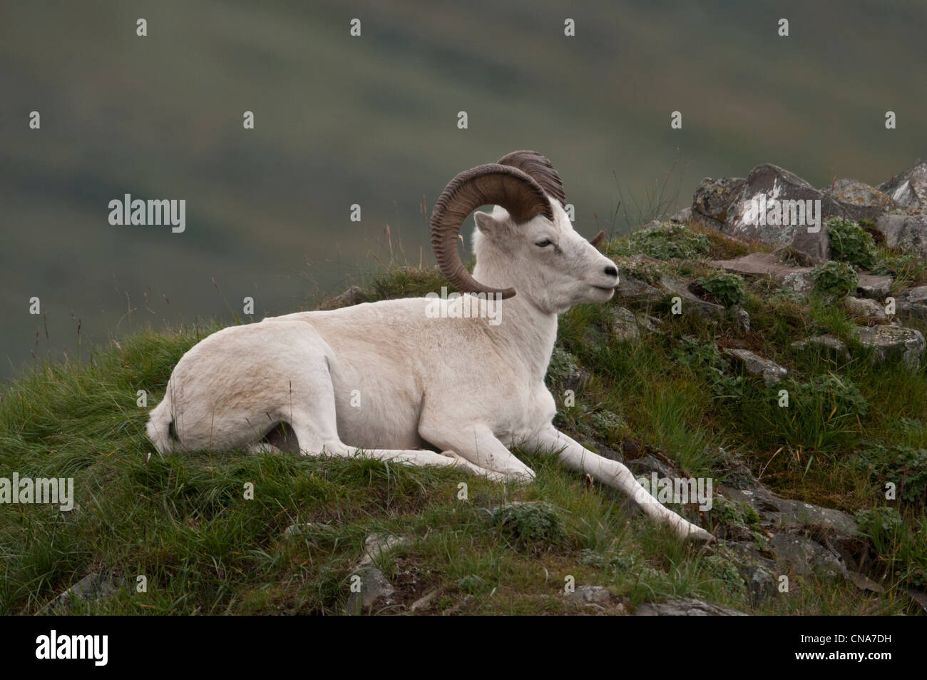Dall Sheep Ram (Ovis dalli) rests on an outcropping of rock at ...