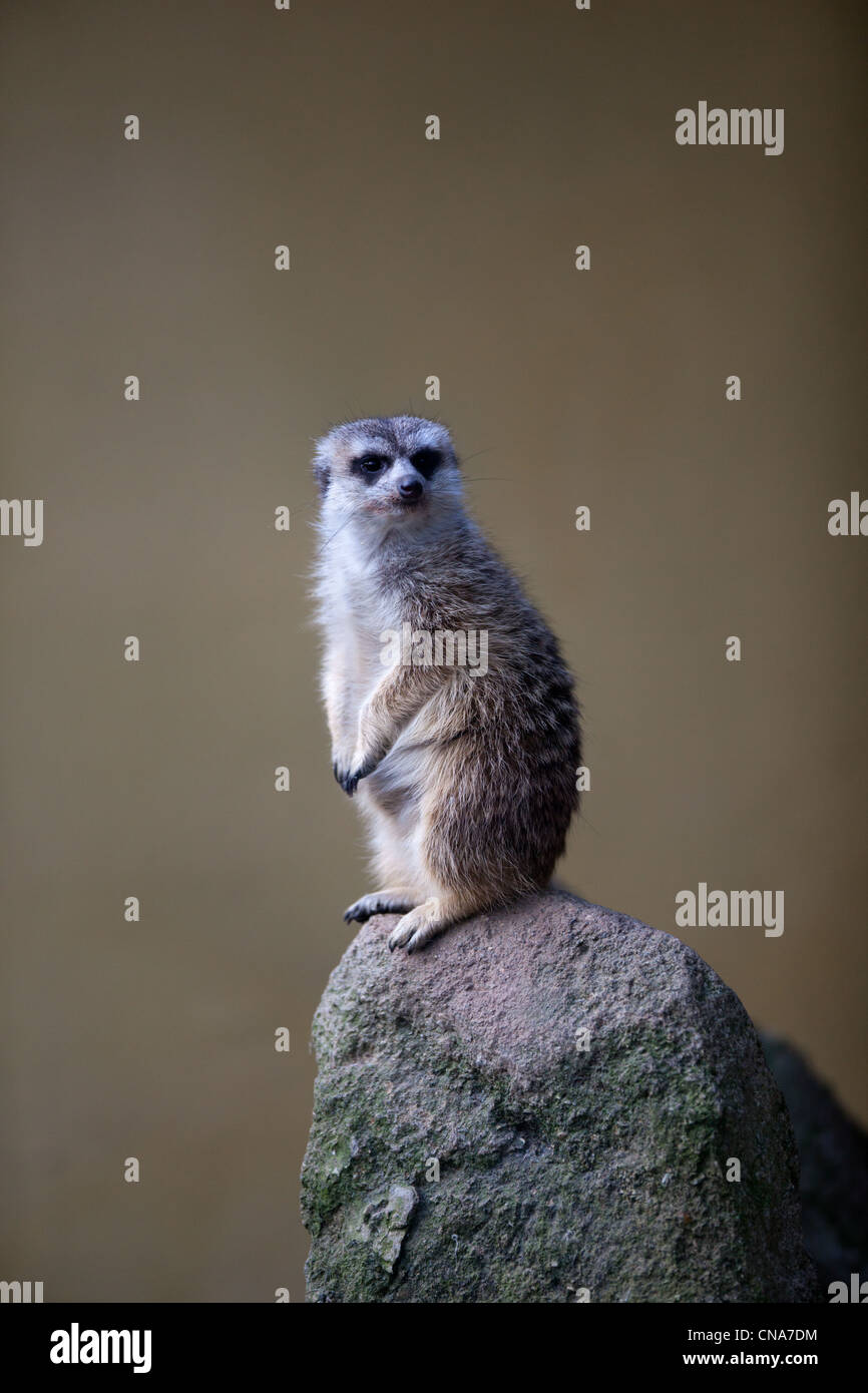 watchful meerkat standing guard Stock Photo - Alamy