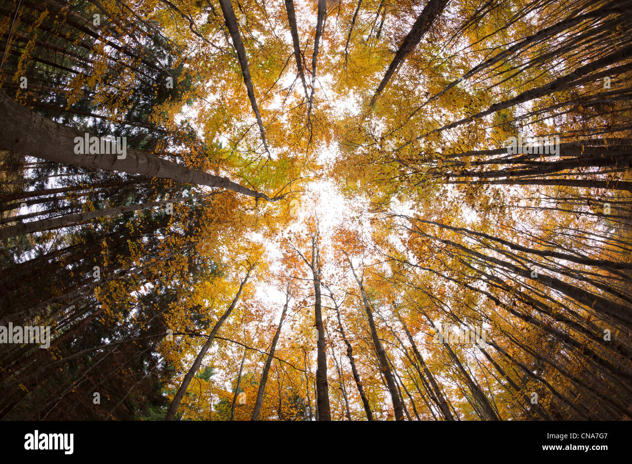 Distorted tree image yellow hi-res stock photography and images - Alamy