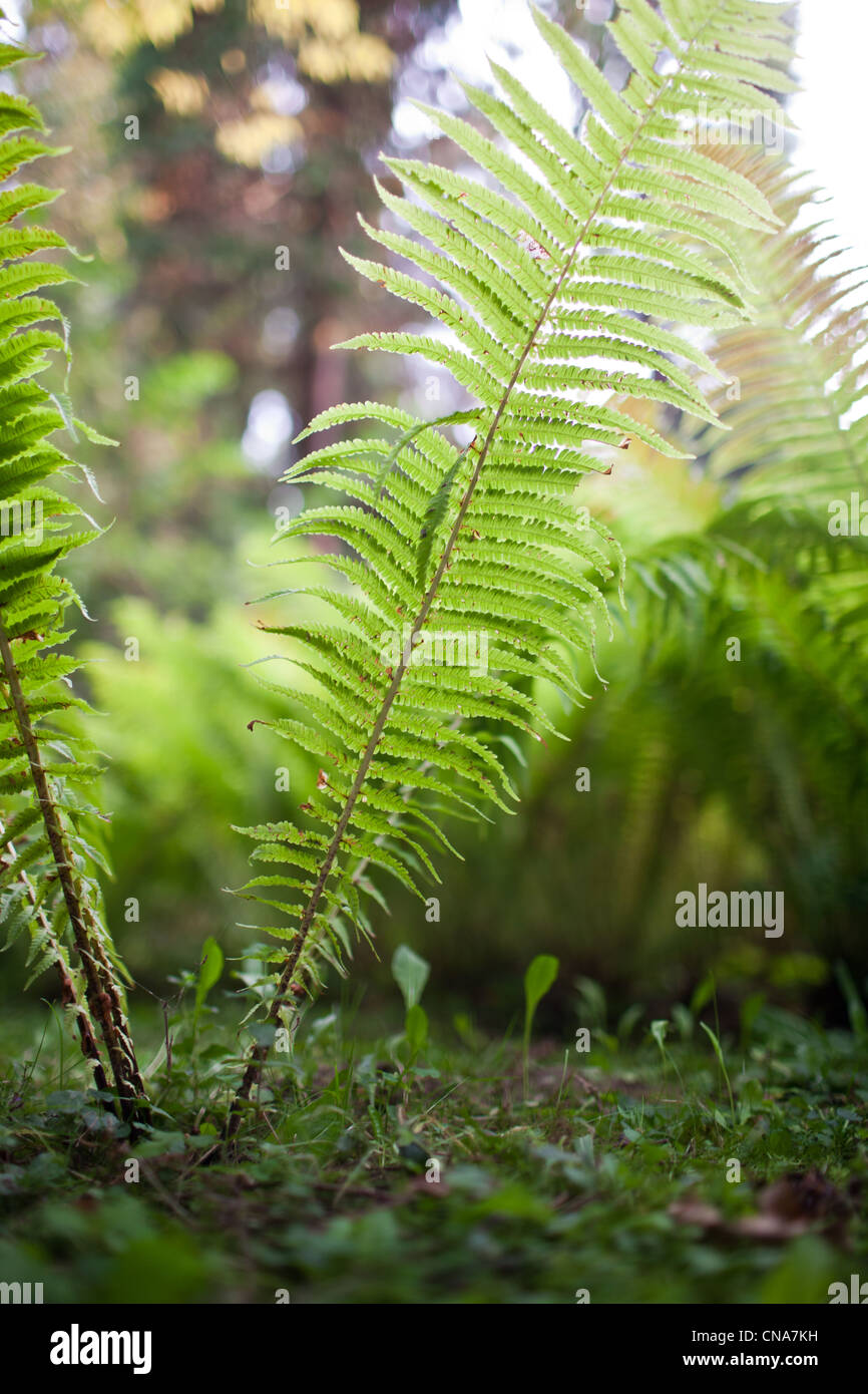 Soft tree fern leaf hi-res stock photography and images - Alamy