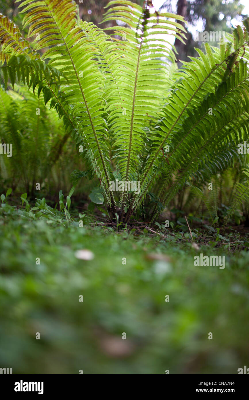 Fern swirl hi-res stock photography and images - Alamy