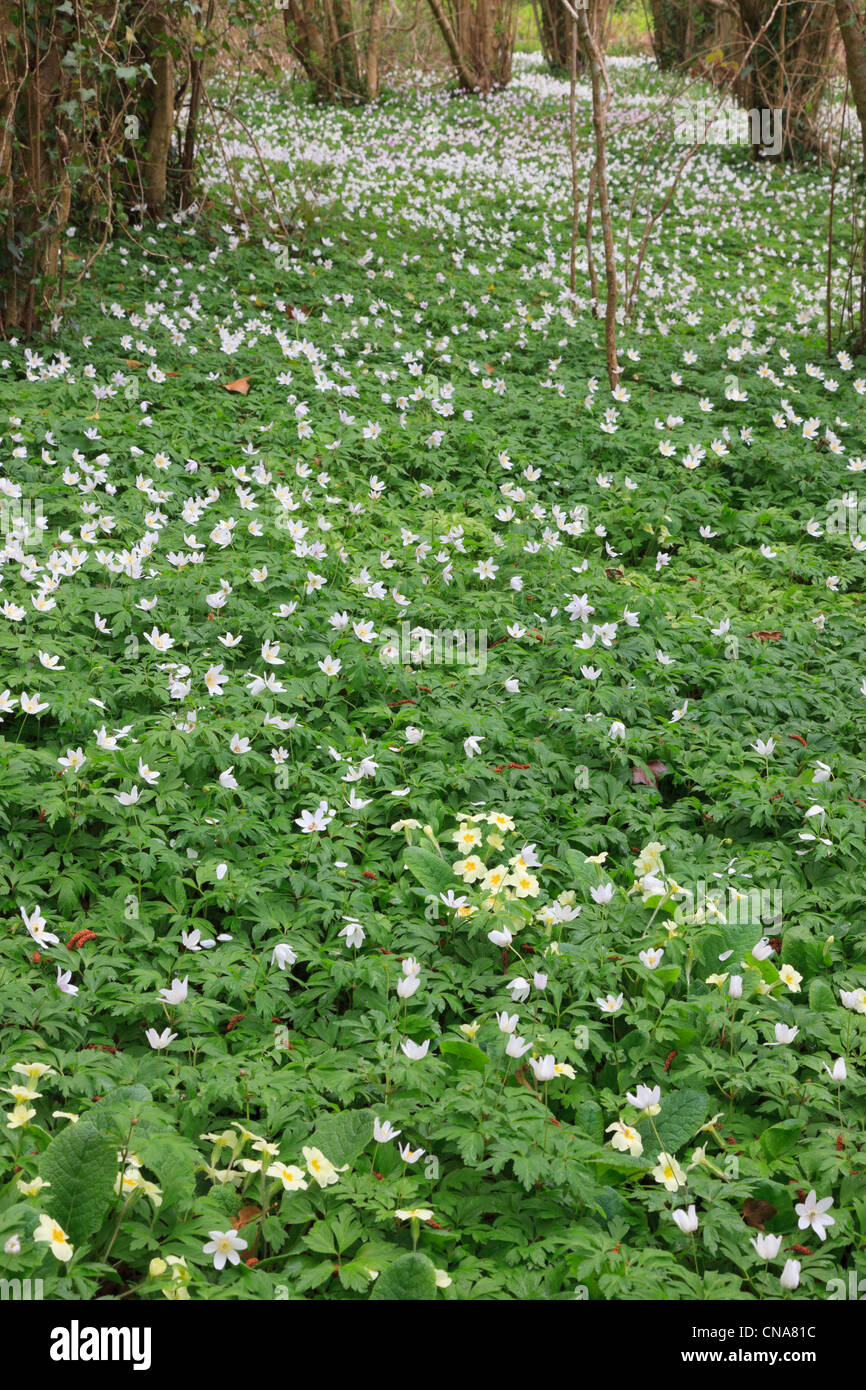 Wood Anemones Anemone nemorosa and Primroses Primula vulgaris flowering ...