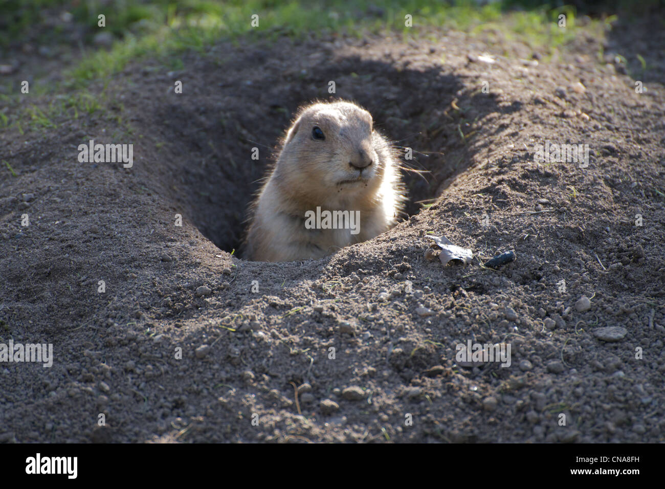 prairie dog pokes his head out of his home at the Bronx Zoo Stock Photo ... prairie dog pokes his head out of his home at the Bronx Zoo Stock Photo ...