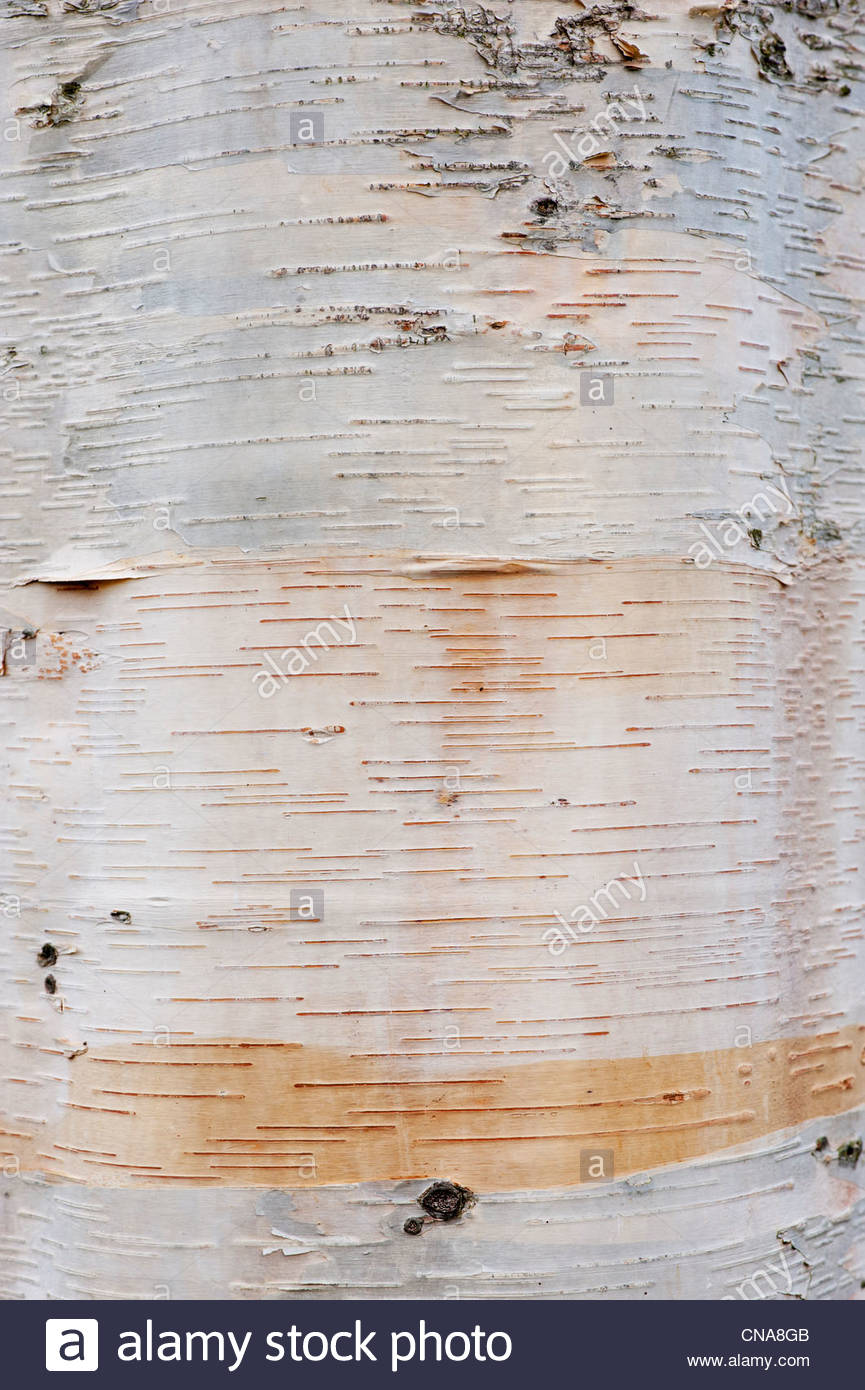 Himalayan Birch Tree Stock Photos & Himalayan Birch Tree Stock Images ...