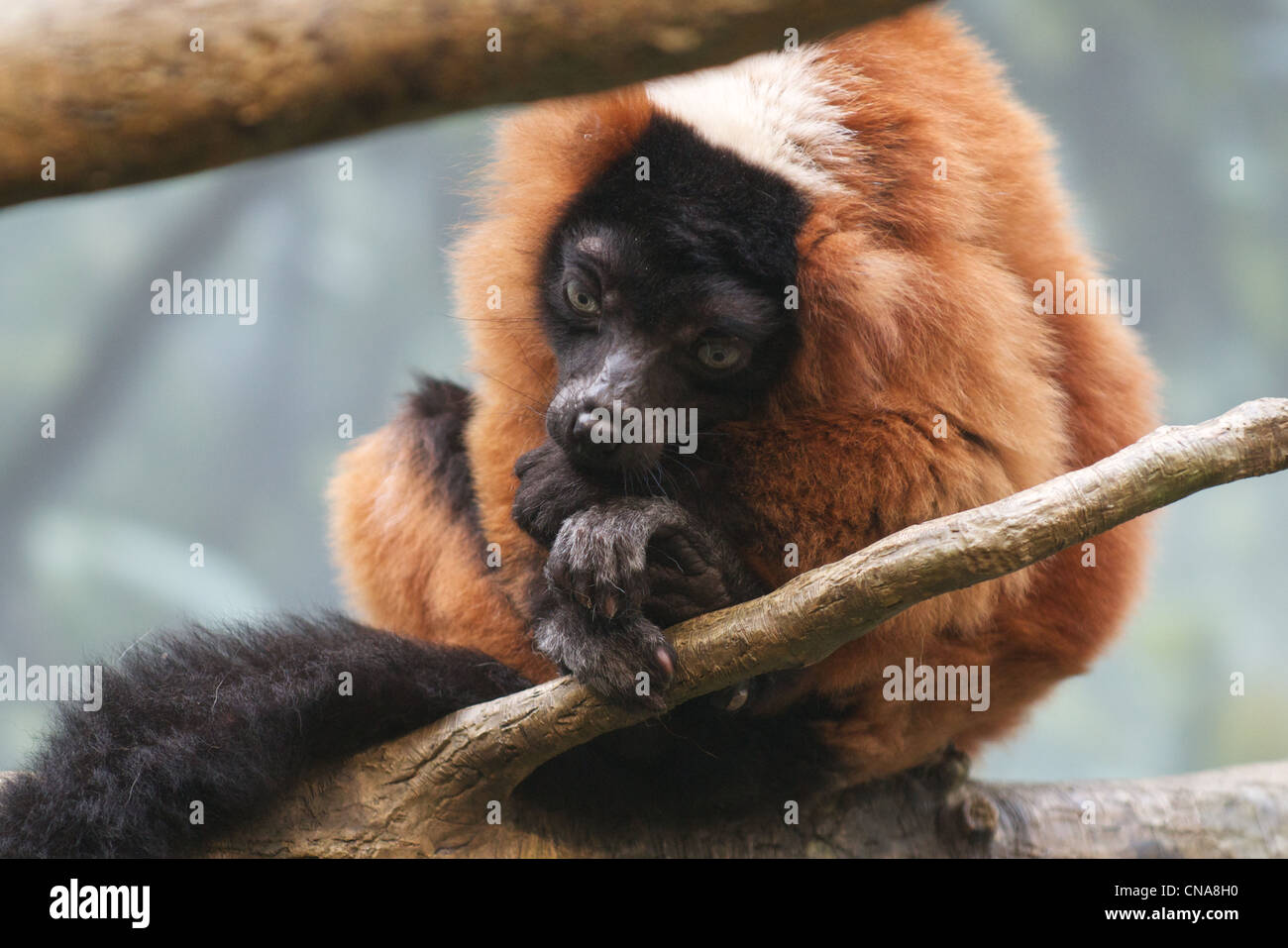 Red-ruffed lemur in the Madagascar exhibit at the Bronx Zoo Stock Photo ...