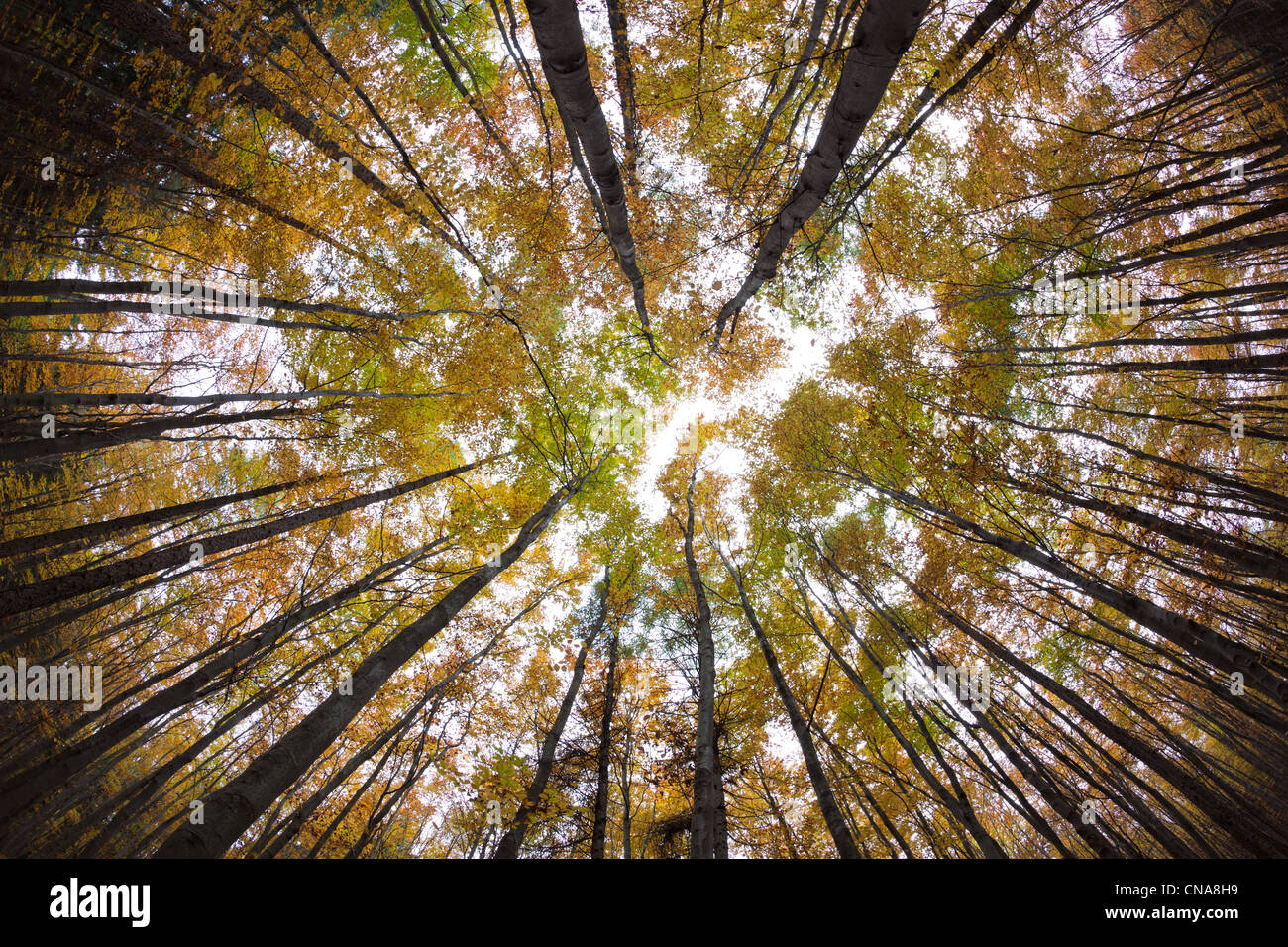 Distorted tree image yellow hi-res stock photography and images - Alamy