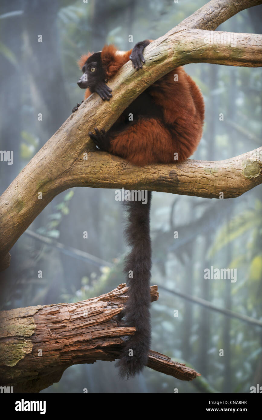 Red-ruffed lemur sits in a tree in the Madagascar exhibit at the Bronx ...