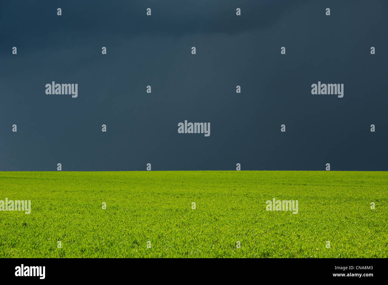 Stormy rain clouds over a sun lit wheat field in the English ...
