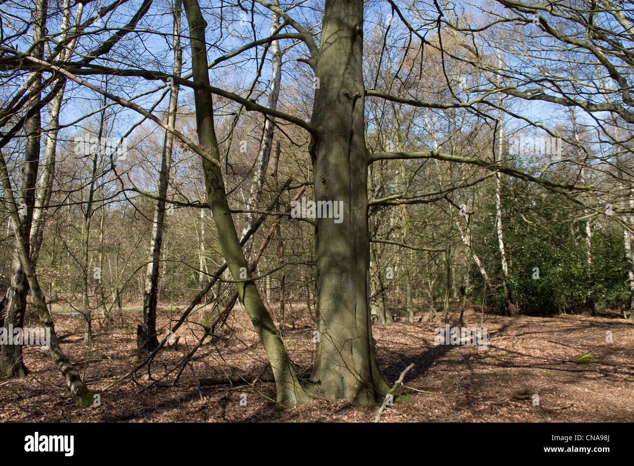 Ancient old trees woodland Epping Forest Stock Photo - Alamy