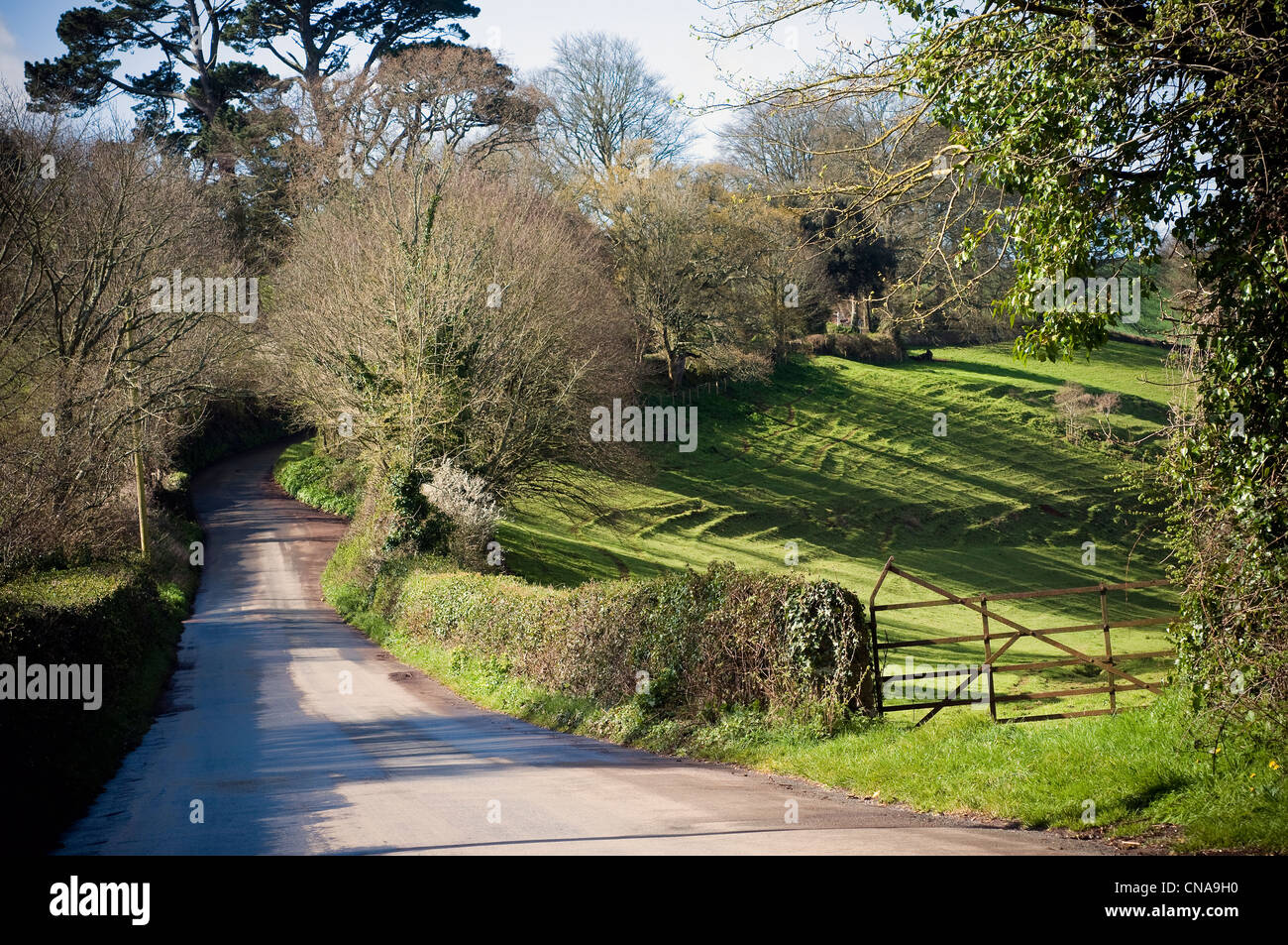 Devon lane with field boundary hi-res stock photography and images - Alamy