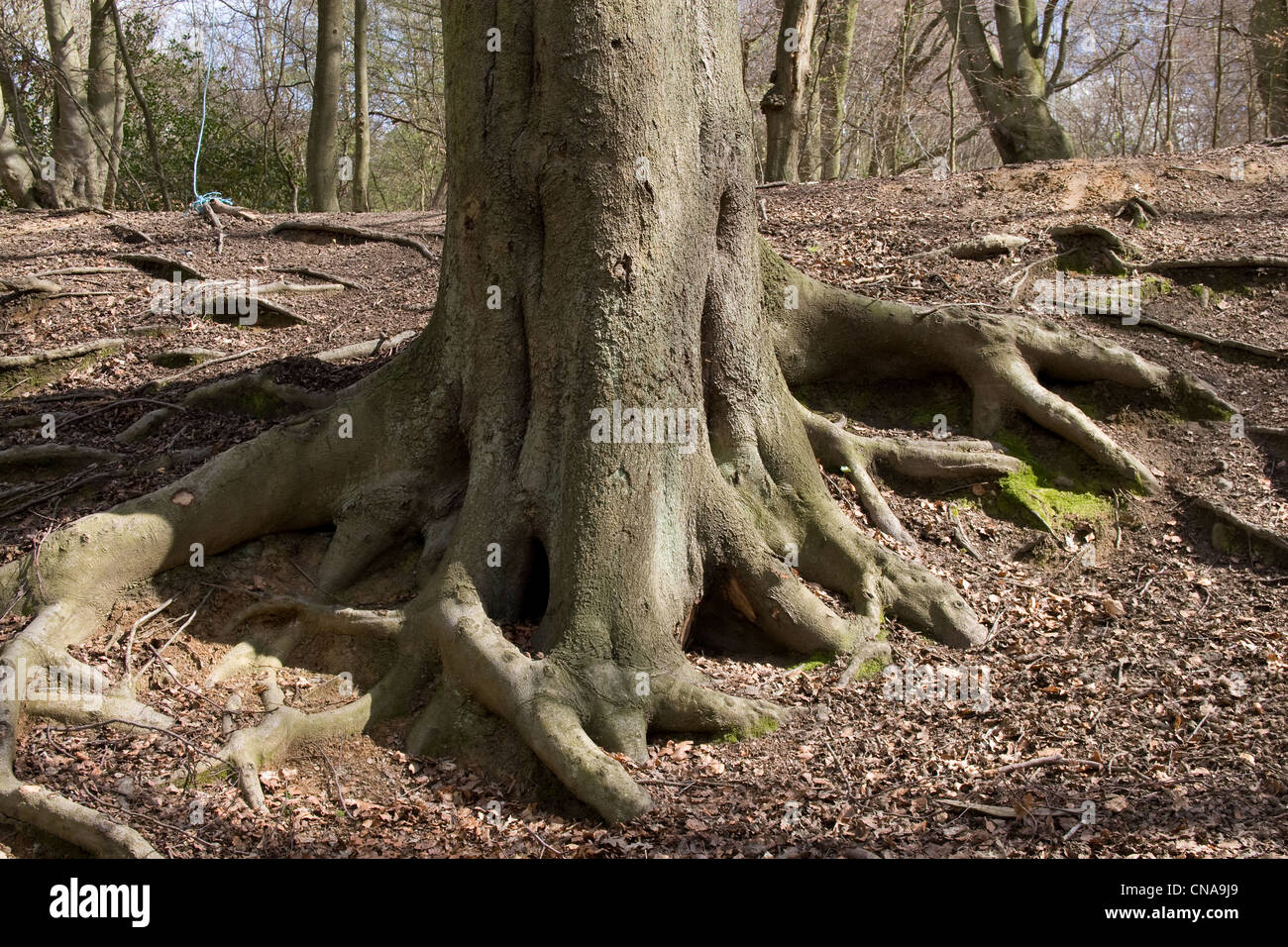 Ancient old trees woodland Epping Forest Stock Photo - Alamy