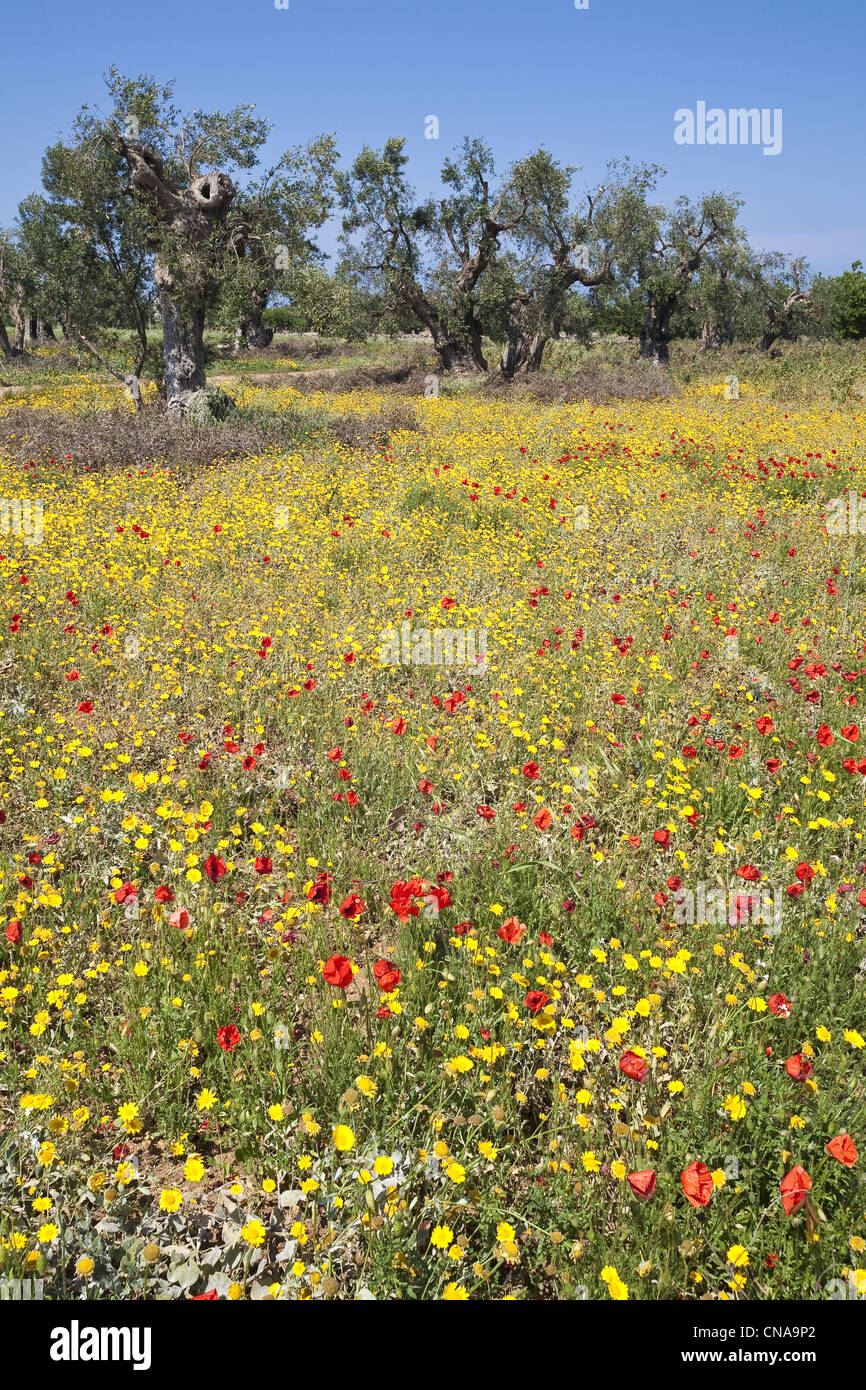 Italy, Puglia, Brindisi province, Fasano, flowers field with olive ...