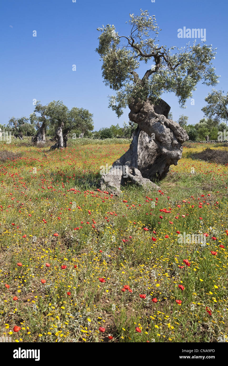 Field and olive trees hi-res stock photography and images - Alamy