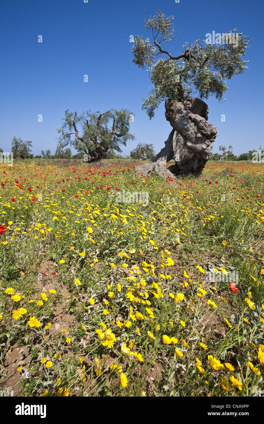 Italy, Puglia, Brindisi province, Fasano, flowers field with olive ...
