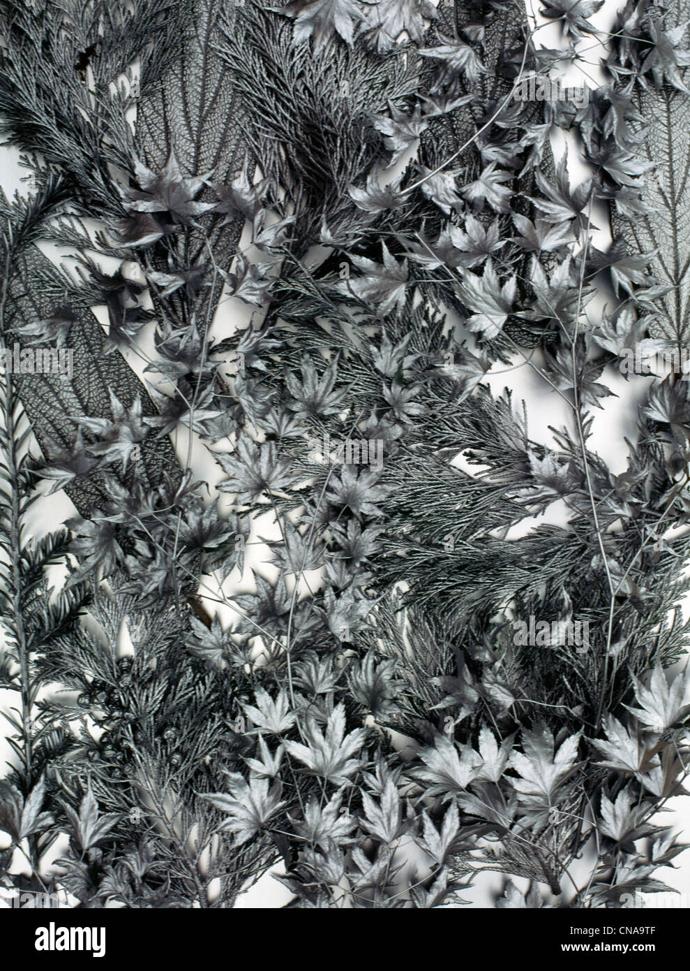 Silver Leaves On Silver Background Stock Photo - Alamy