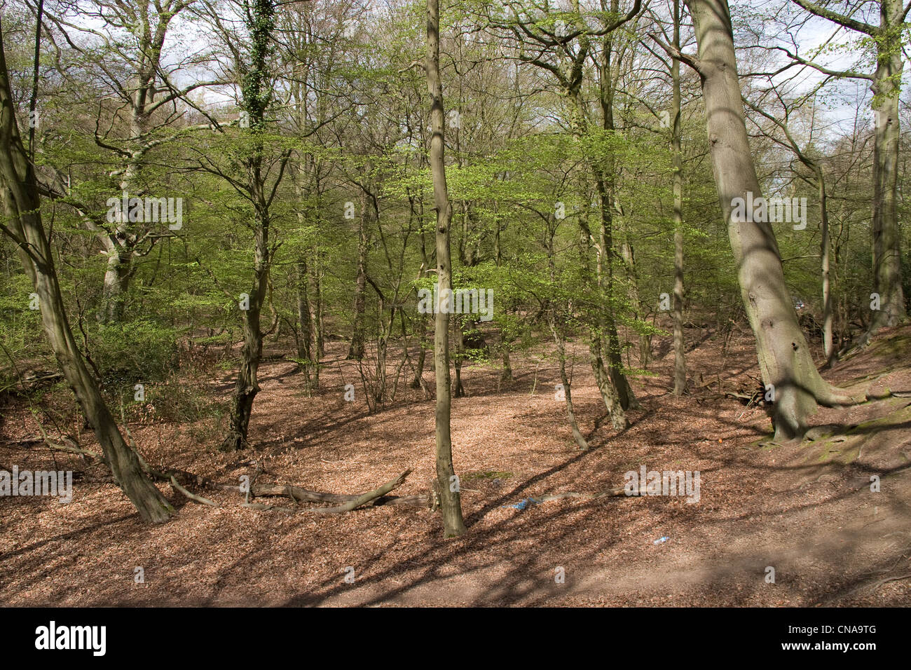 Ancient old trees woodland Epping Forest Stock Photo - Alamy