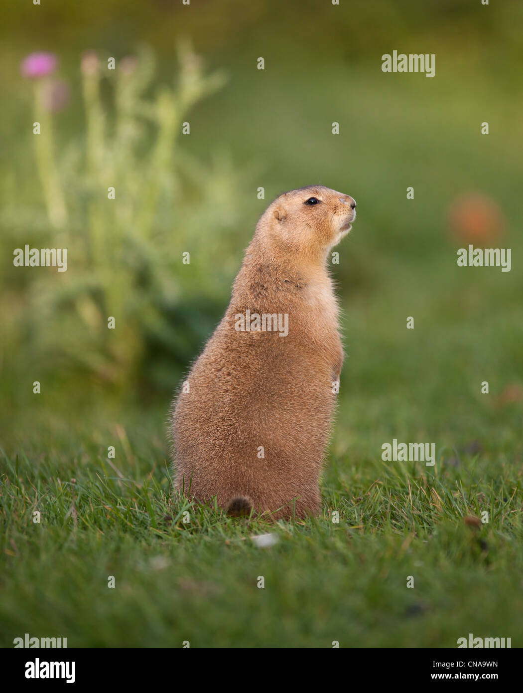 black tailed prairie dog Stock Photo - Alamy