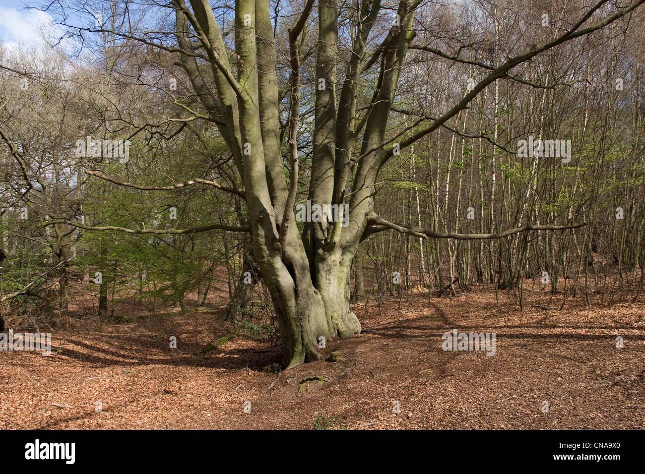 Ancient old trees woodland Epping Forest Stock Photo - Alamy
