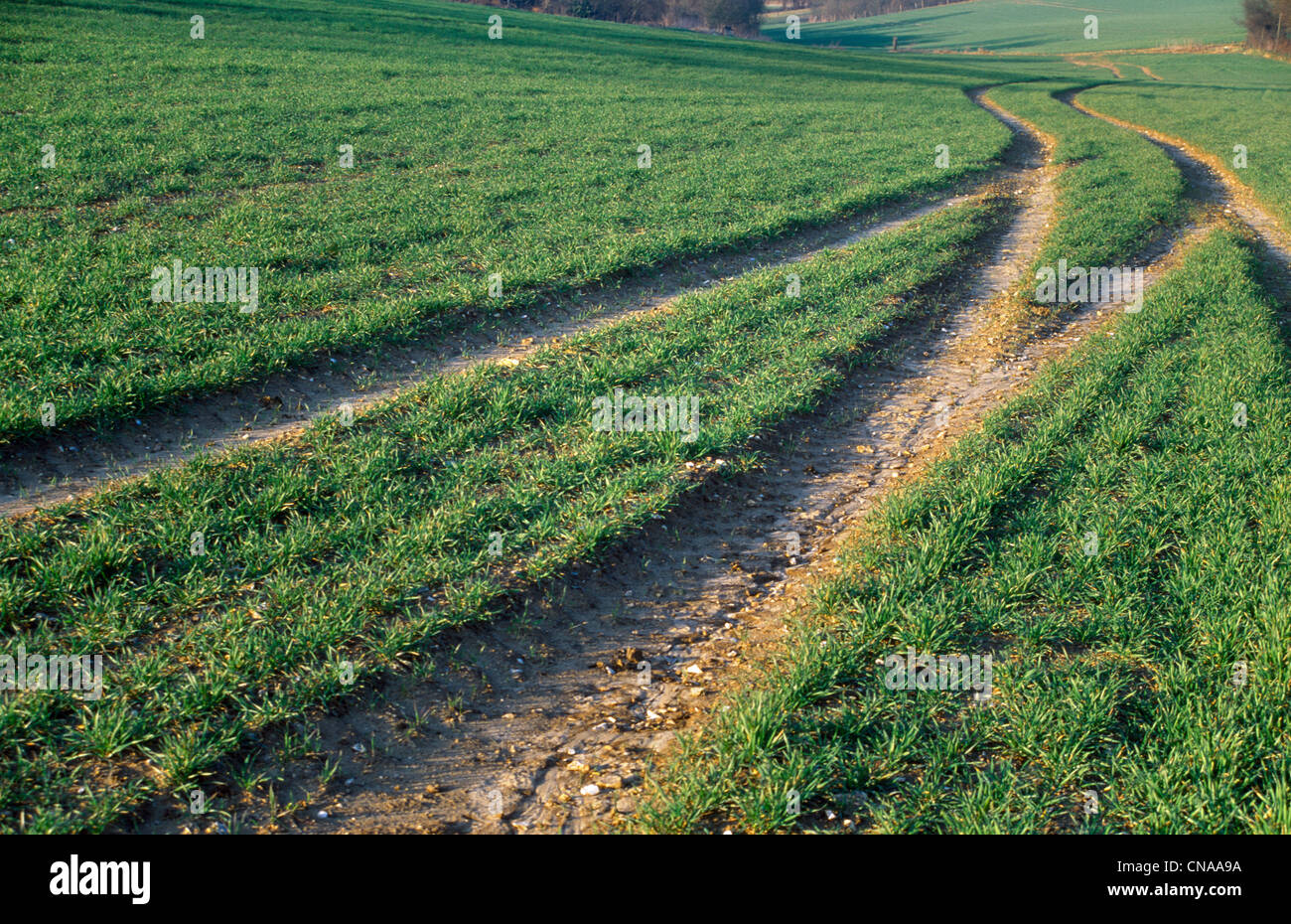 Road Through Field Stock Photo - Alamy