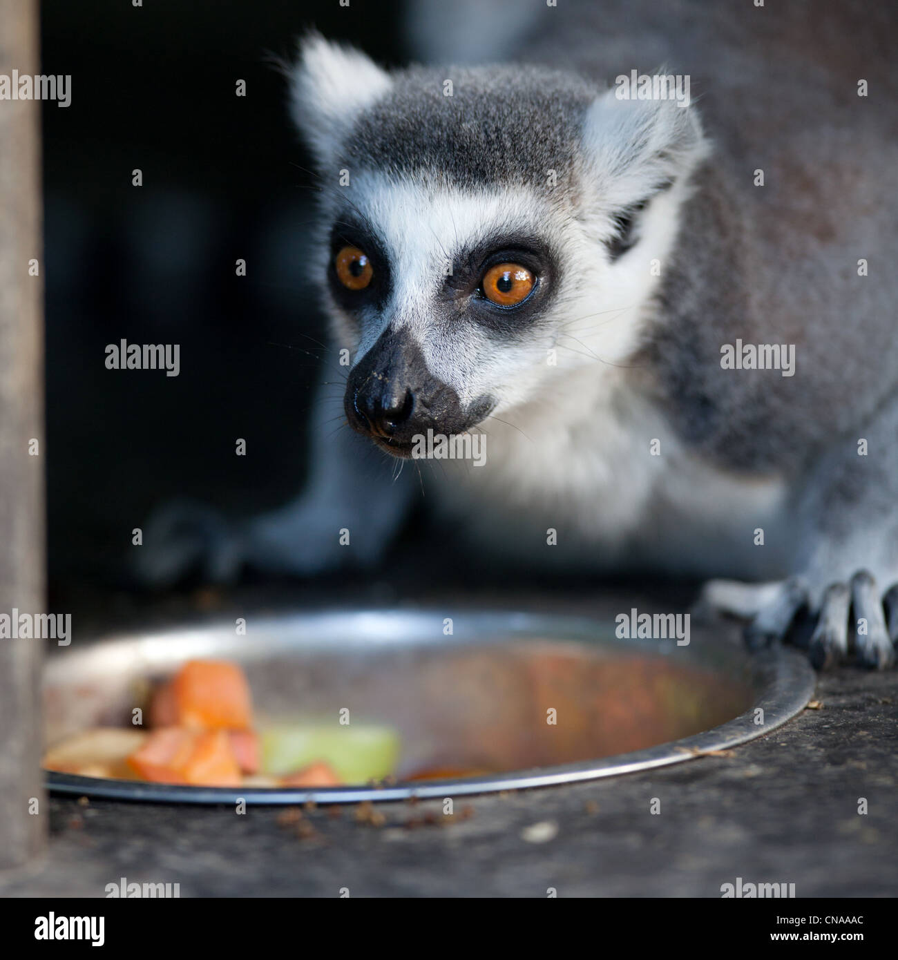 Lemur monkey pet hi-res stock photography and images - Alamy