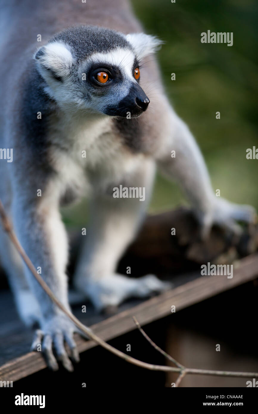 Lemur kata (Lemur catta Stock Photo - Alamy