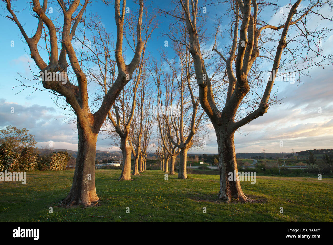 lovely plane tree alley in warm evening sun Stock Photo - Alamy