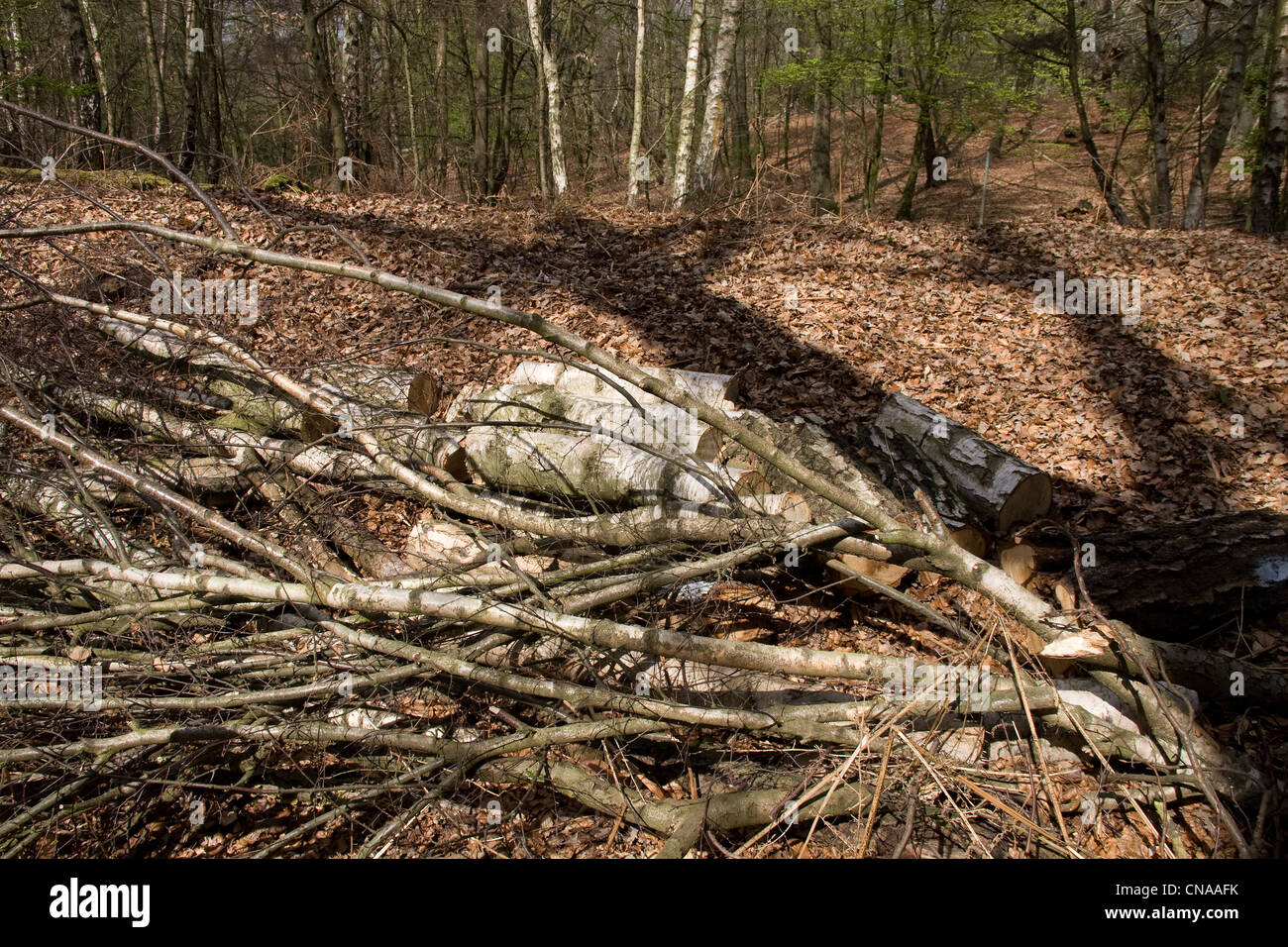 Ancient old trees woodland Epping Forest Stock Photo - Alamy