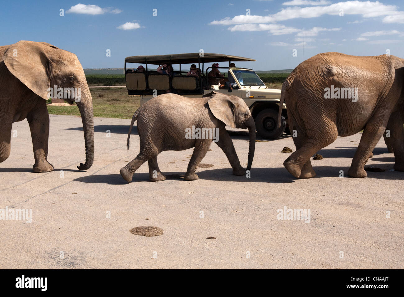 Elephant herd Crossing the road Addo Elephant Park, Garden Route, South ...