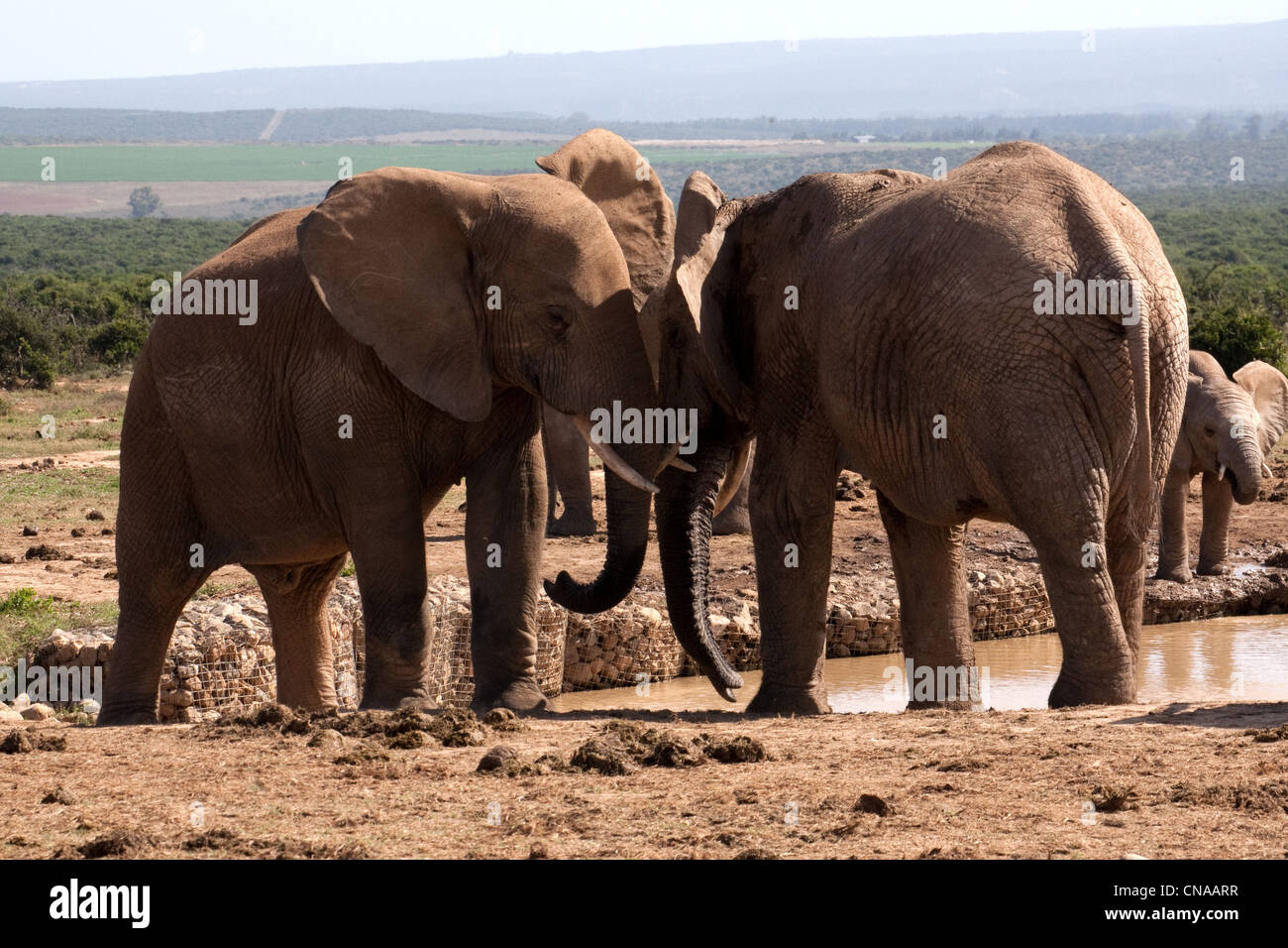 Male elephants greeting each other, Addo Elephant Park, Garden Route ...