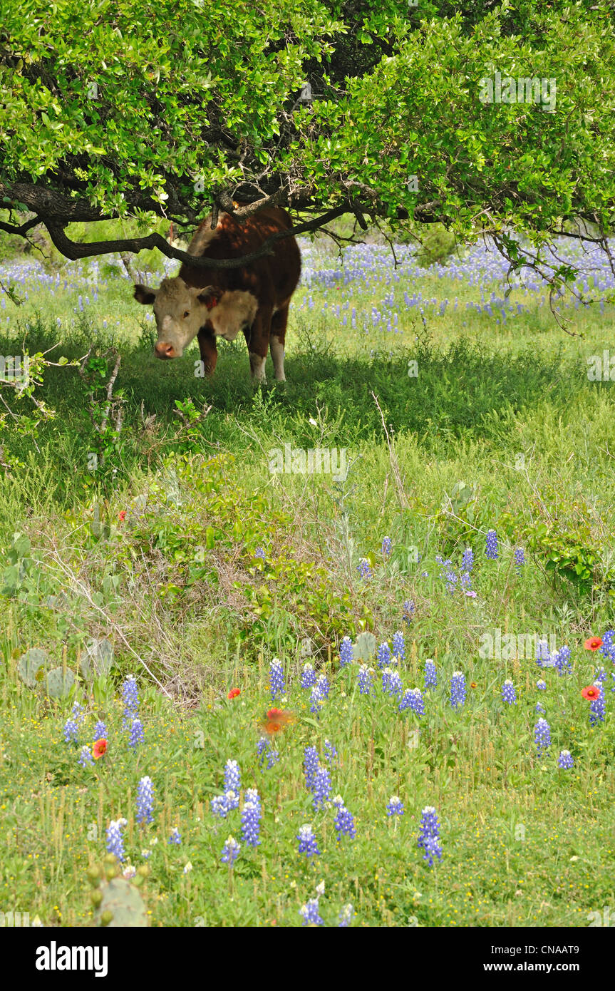 Cattle farming usa texas hi-res stock photography and images - Alamy