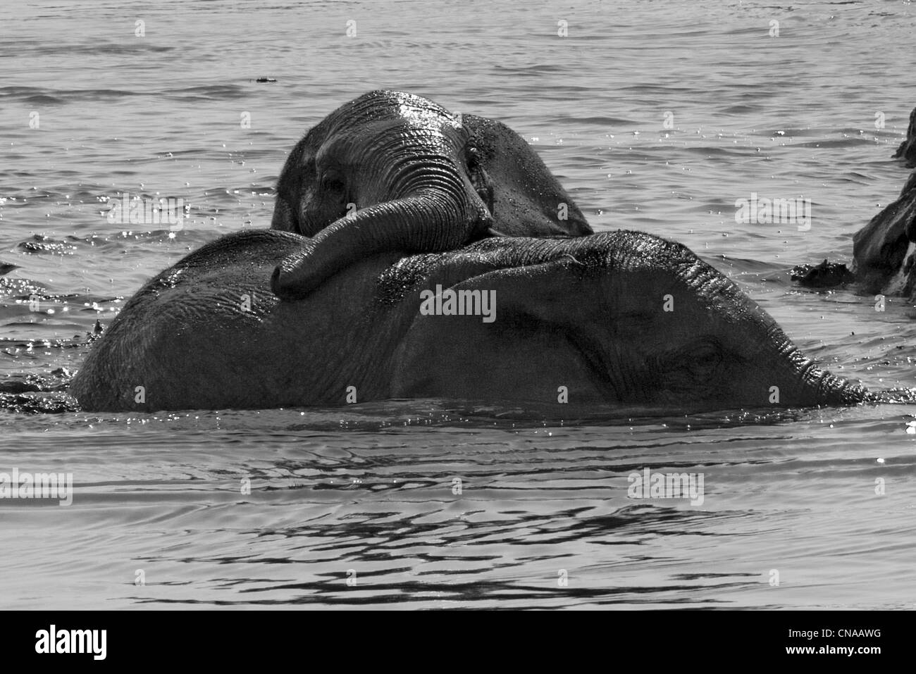 Bull elephants playing in the water, monochrome, Addo Elephant Park ...