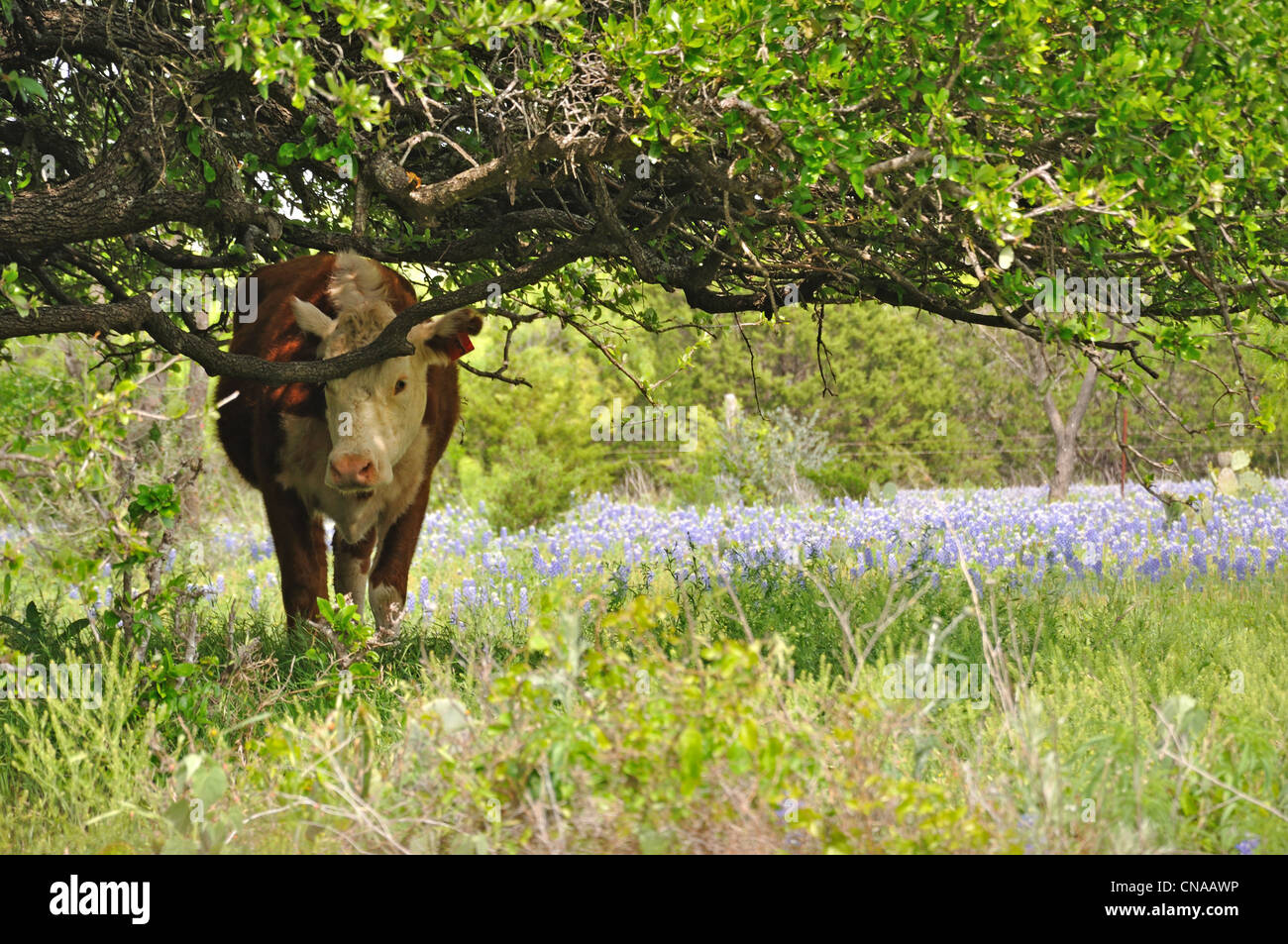 Cow on ranch, Texas, USA Stock Photo - Alamy