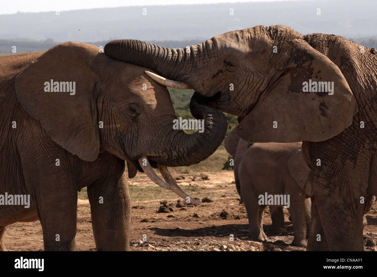 Test-Mouth, Bull elephants greeting each other, Addo Elephant Park ...