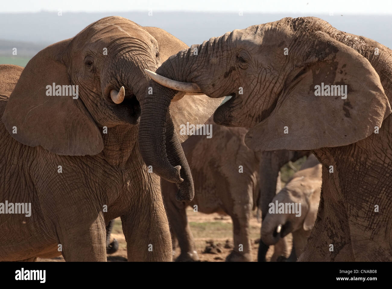 Bull elephants greeting each other, Addo Elephant Park, Garden Route ...
