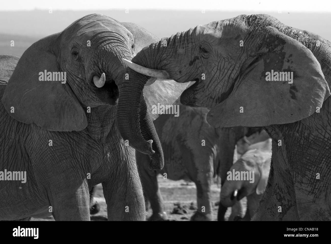 Bull elephants greeting each other, monochrome, Addo Elephant Park ...
