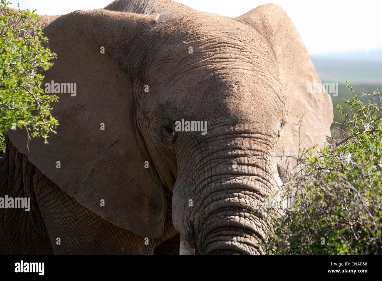 Bull eating shrub, Addo Elephant Park, Garden Route, South Africa Stock ...