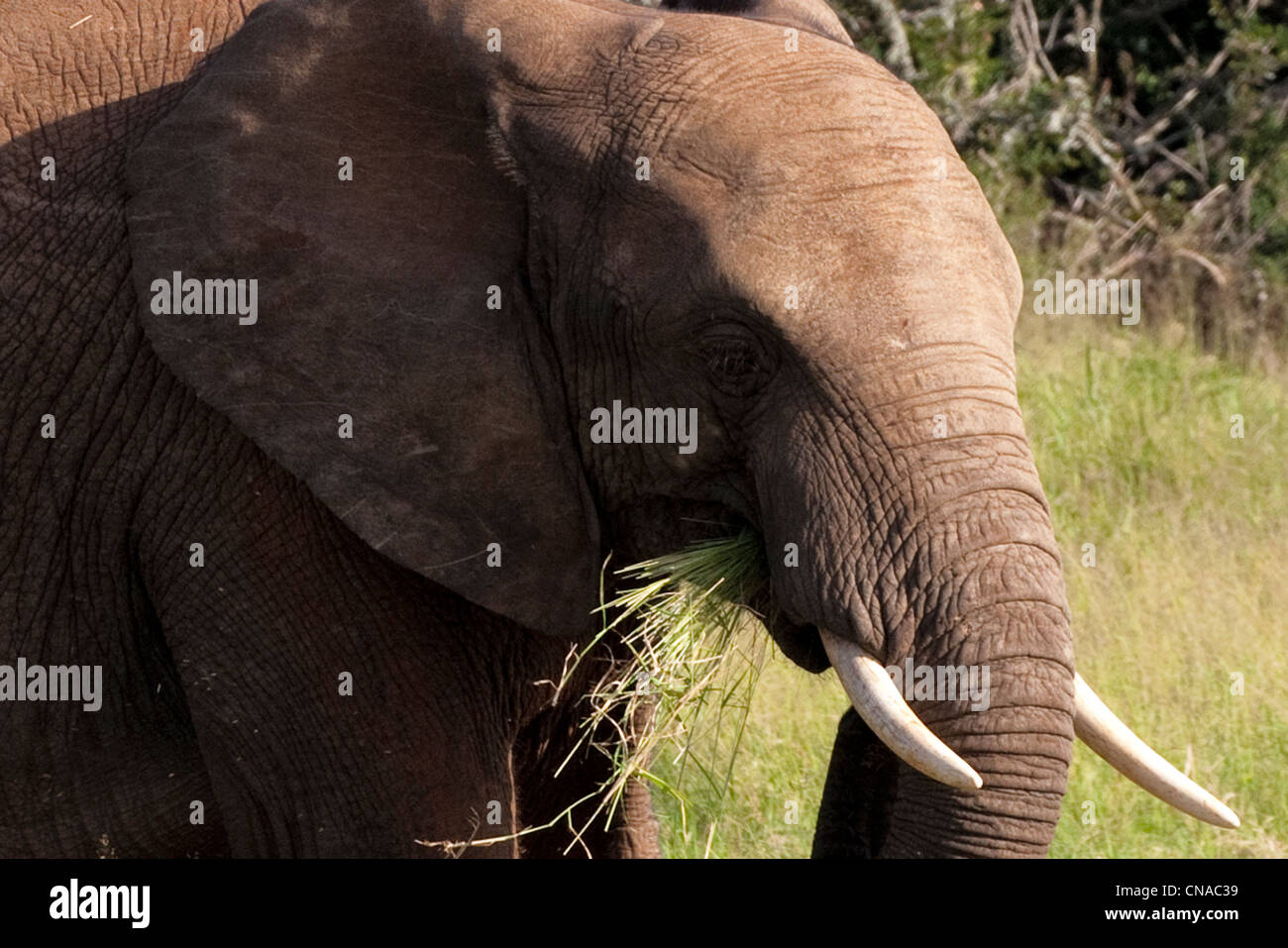 Bull elephants grazing, Addo Elephant Park, Garden Route, South Africa ...