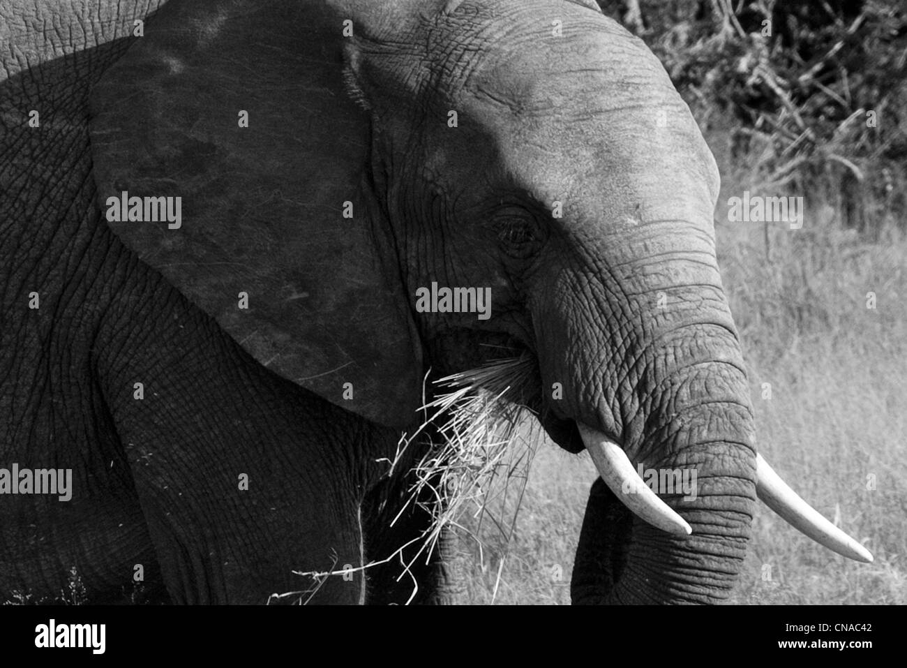 Bull elephant grazing, Addo Elephant Park, Garden Route, South Africa ...