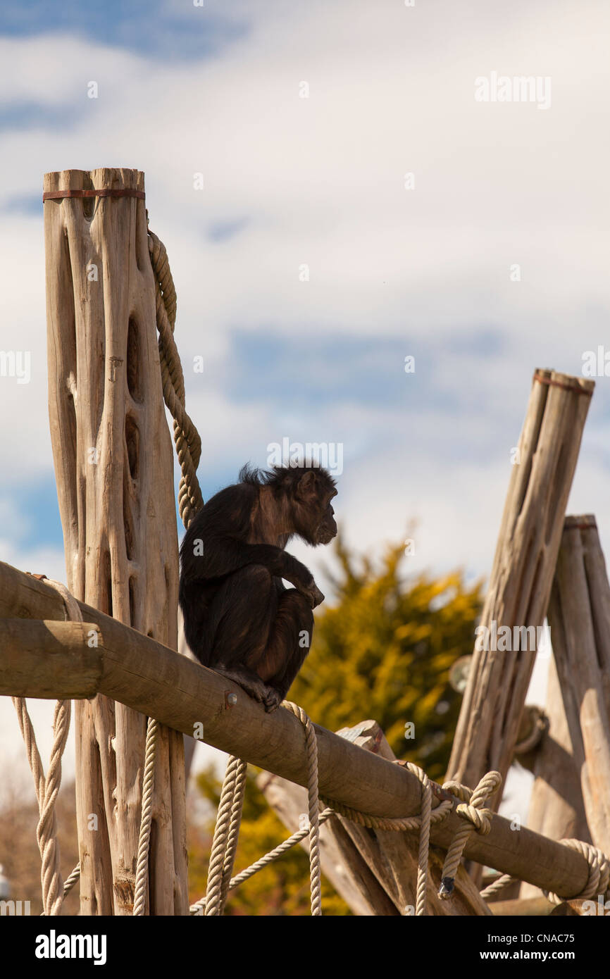 A Chimpanzee in captivity in a Zoo Stock Photo - Alamy
