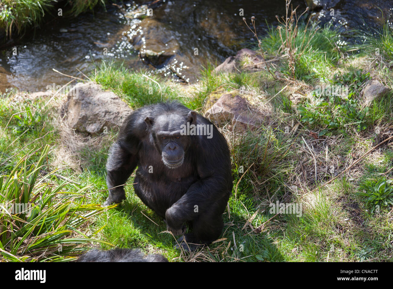A Chimpanzee in captivity in a Zoo Stock Photo - Alamy