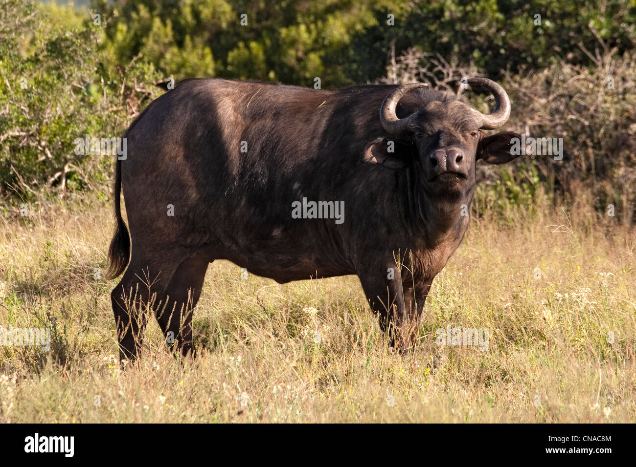 Female cape buffalo hi-res stock photography and images - Alamy