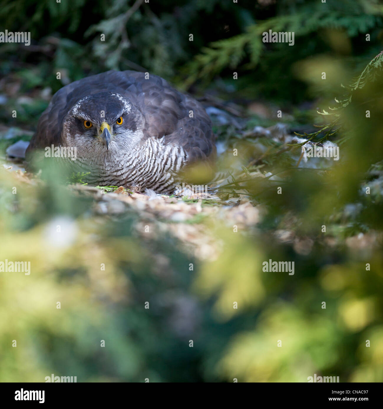 hawk sitting on eggs Stock Photo - Alamy