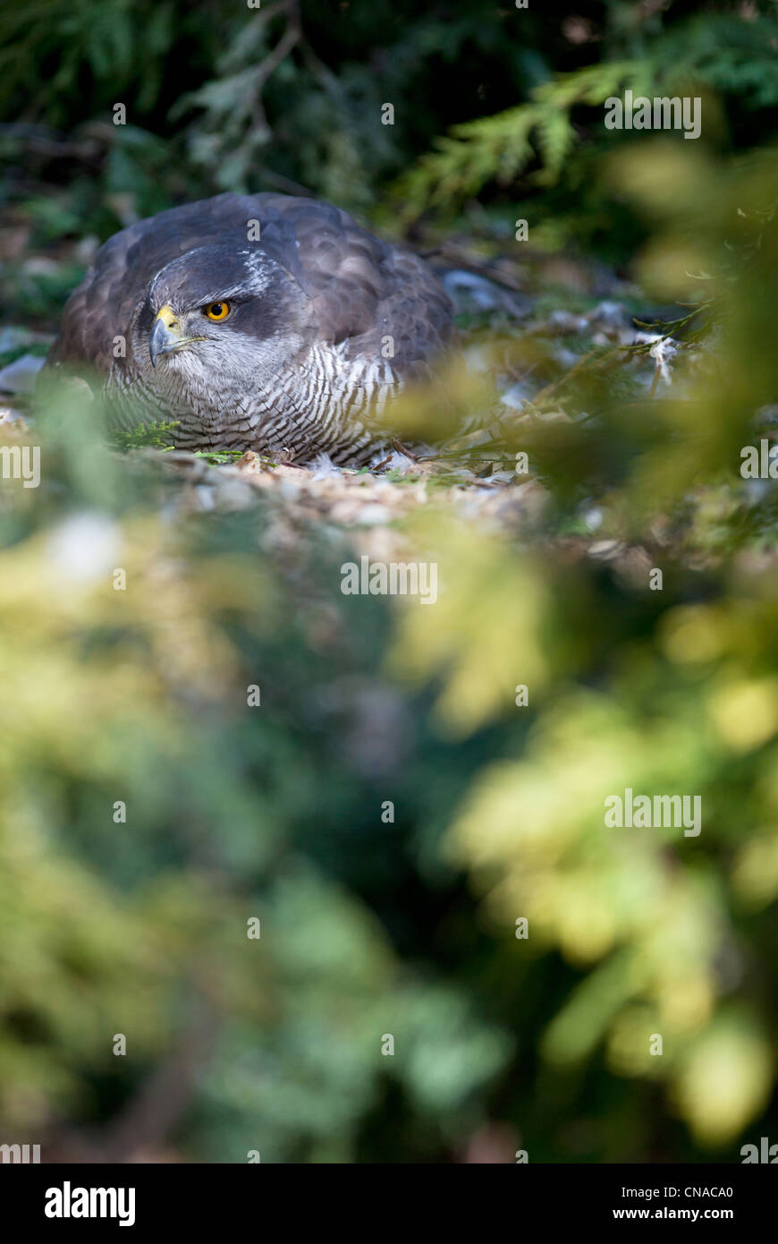 hawk sitting on eggs Stock Photo - Alamy