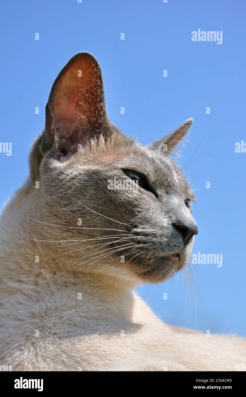 Siamese Bluepoint cat Stock Photo - Alamy