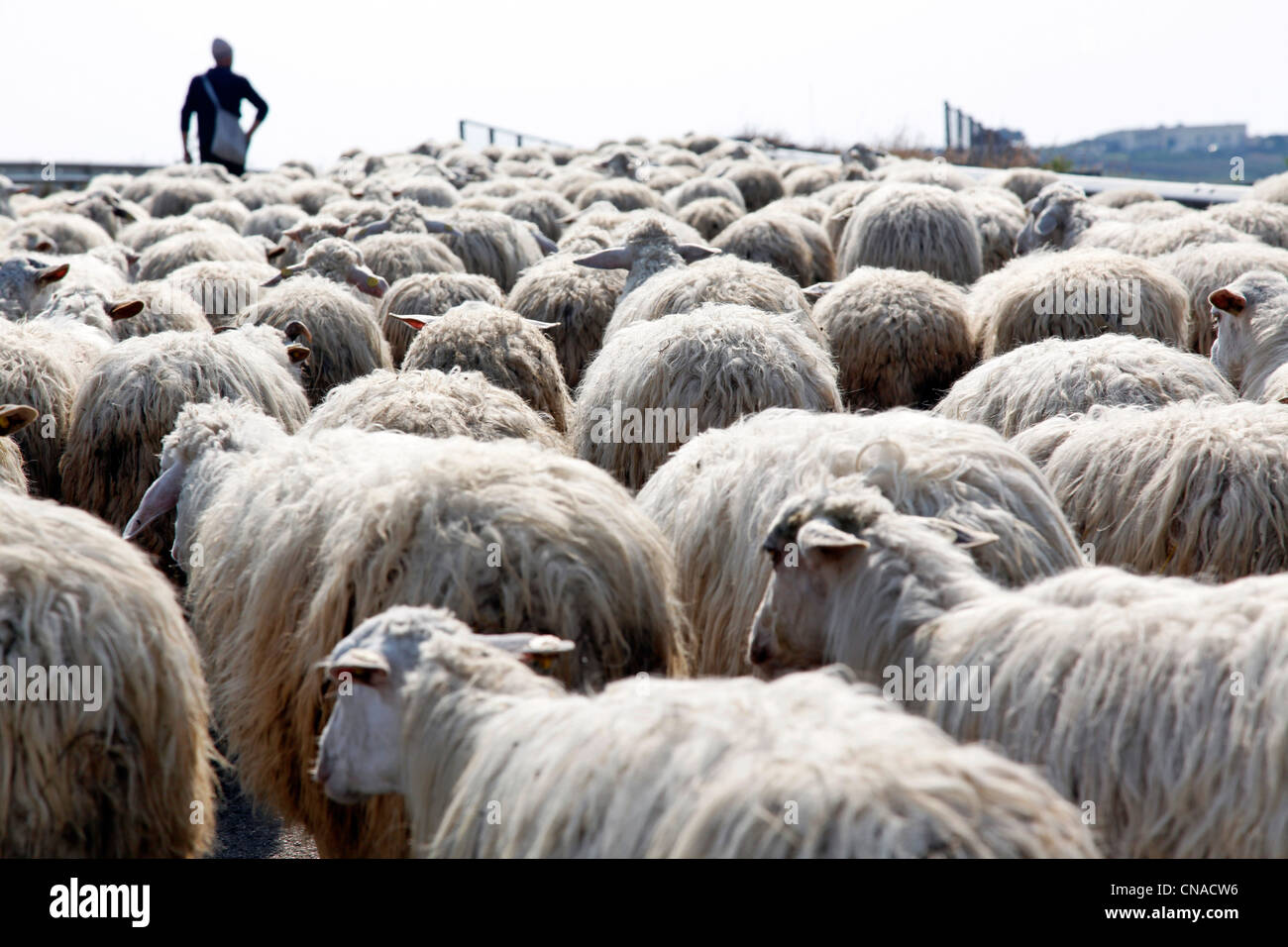 Sheep following shepherd hi-res stock photography and images - Alamy