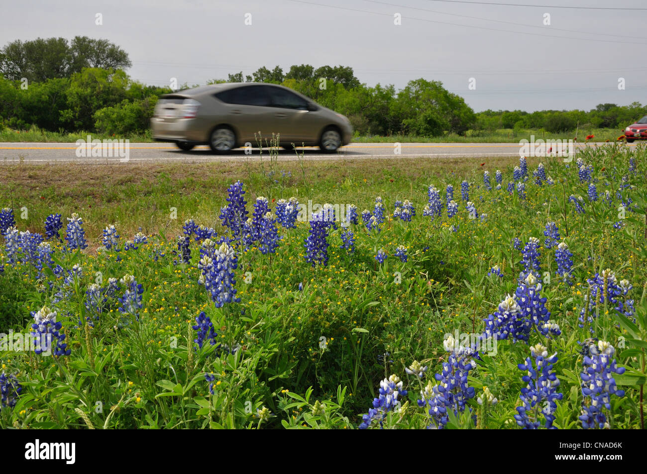 Scenic road and bluebonnets, Texas, USA Stock Photo - Alamy