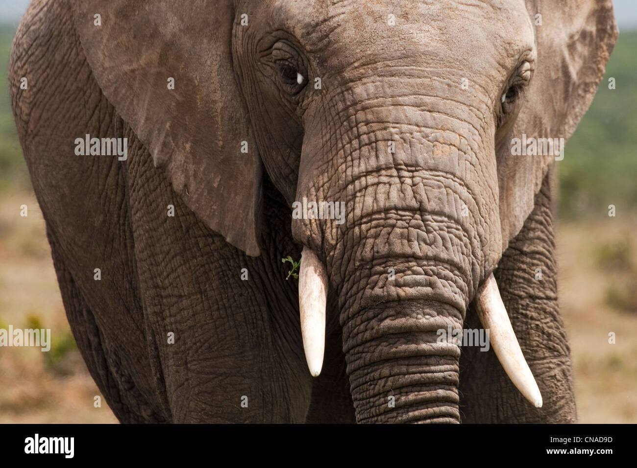 Bull Elephant Addo Elephant Park, Garden Route, South Africa Stock ...