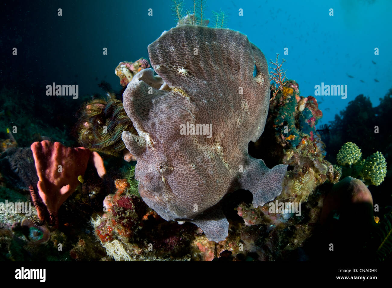 Frogfish Camouflage
