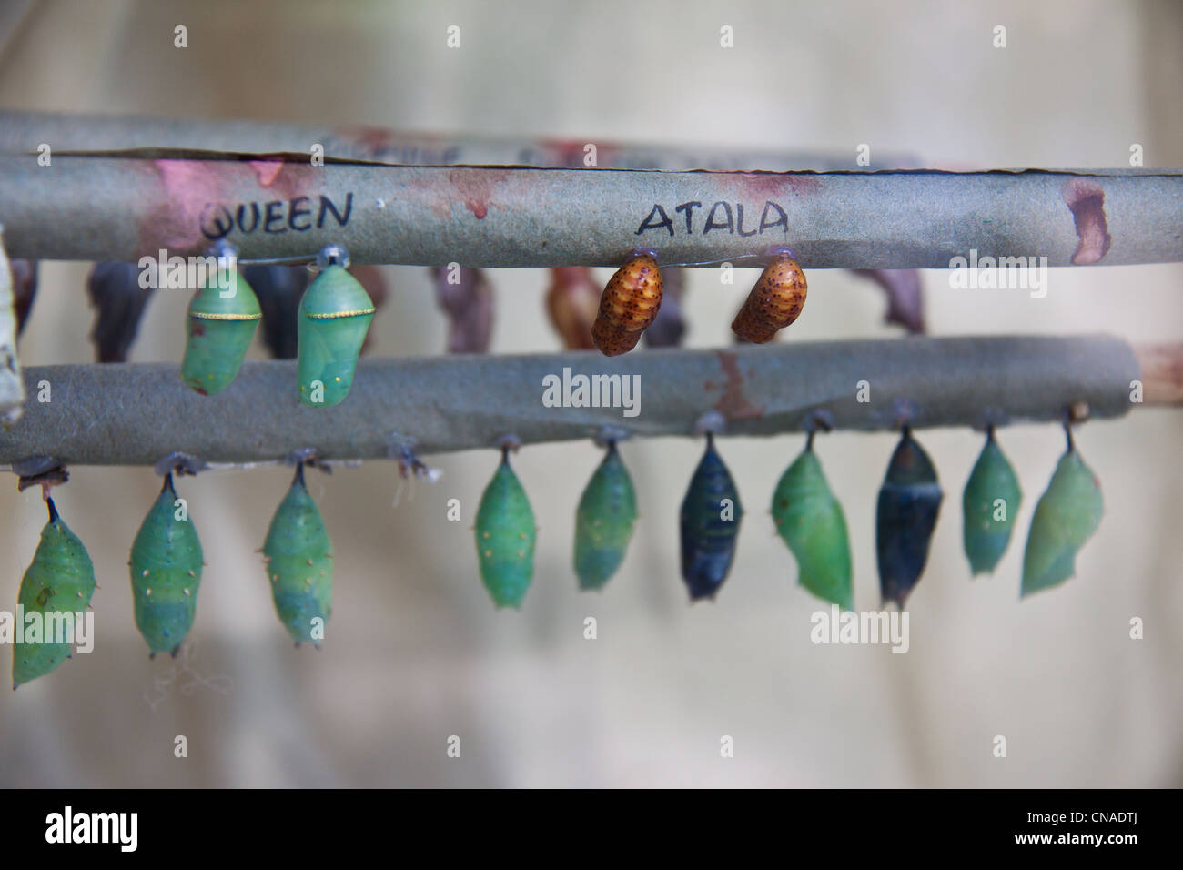 Insect cocoon hi-res stock photography and images - Alamy